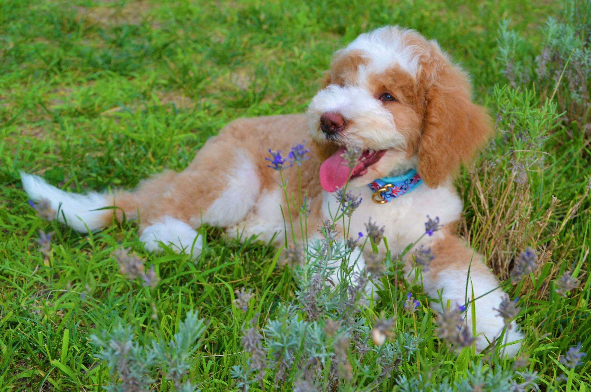 Types of giant poodles: size and color variations