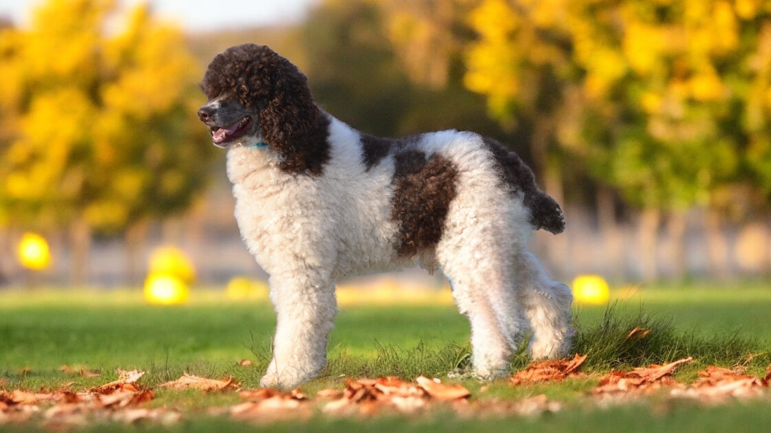 Giant poodle size