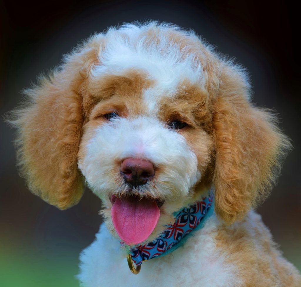 Particolor Giant Poodle Kennel | Curly & Lovely
