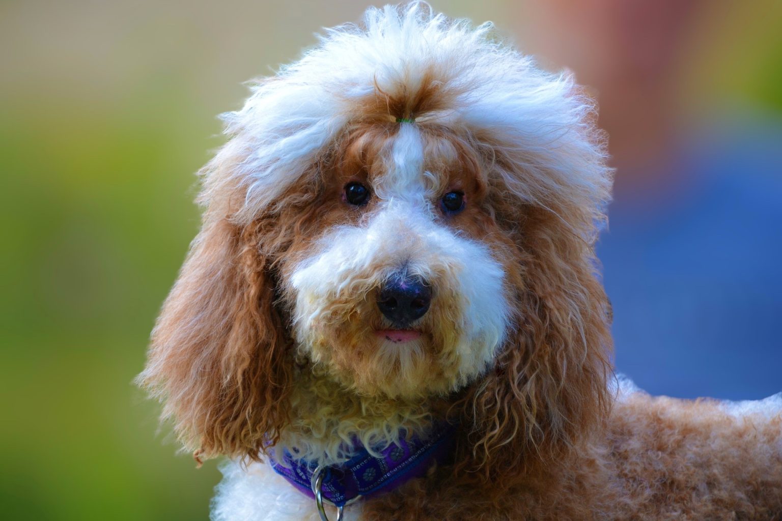 Particolor Giant Poodle Kennel | Curly & Lovely